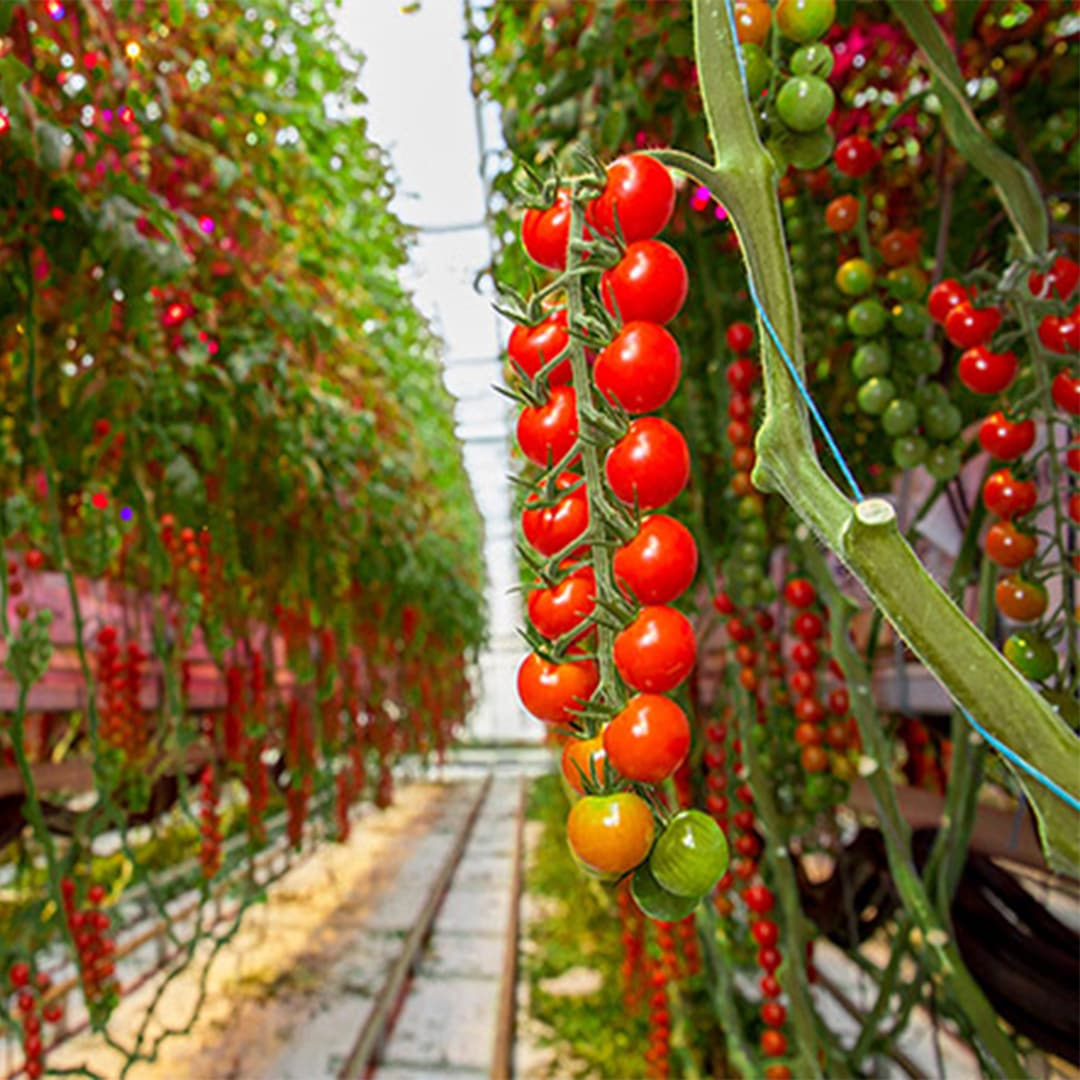 Lights For Hydroponic Tomatoes Lights For Growing Micro Dwarf Tomatoes